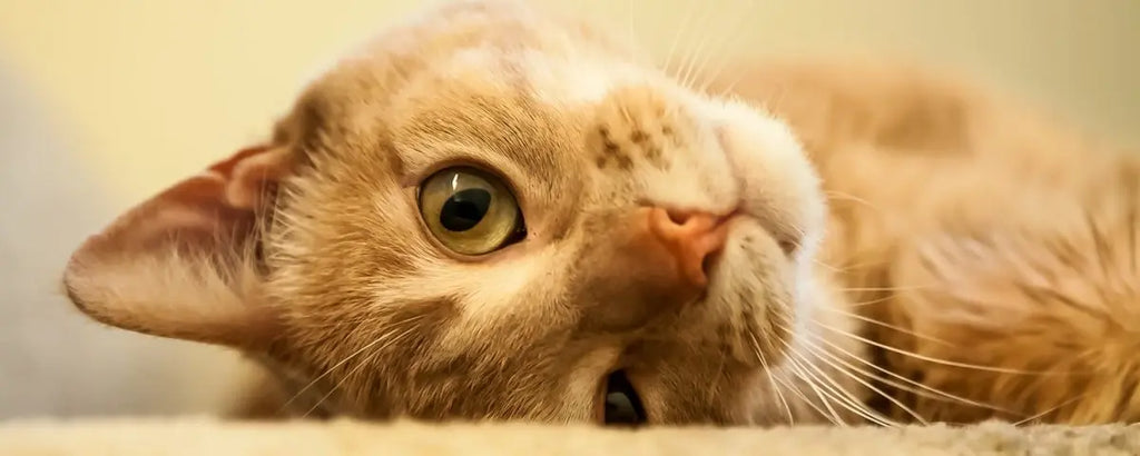 Cat Breeds in India: Popular Cat Breeds & Care Guide.