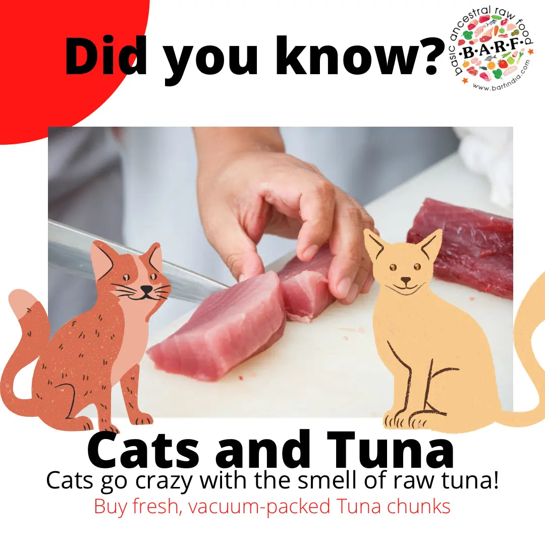 Cat Eating Tuna Fish